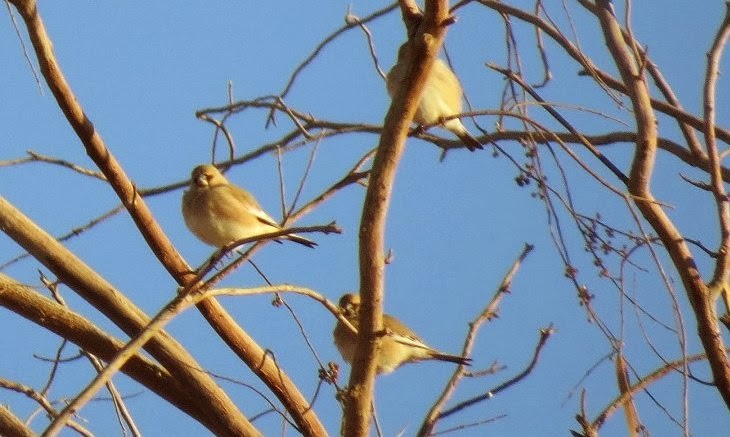 Birding for a Lark: Tabarjal