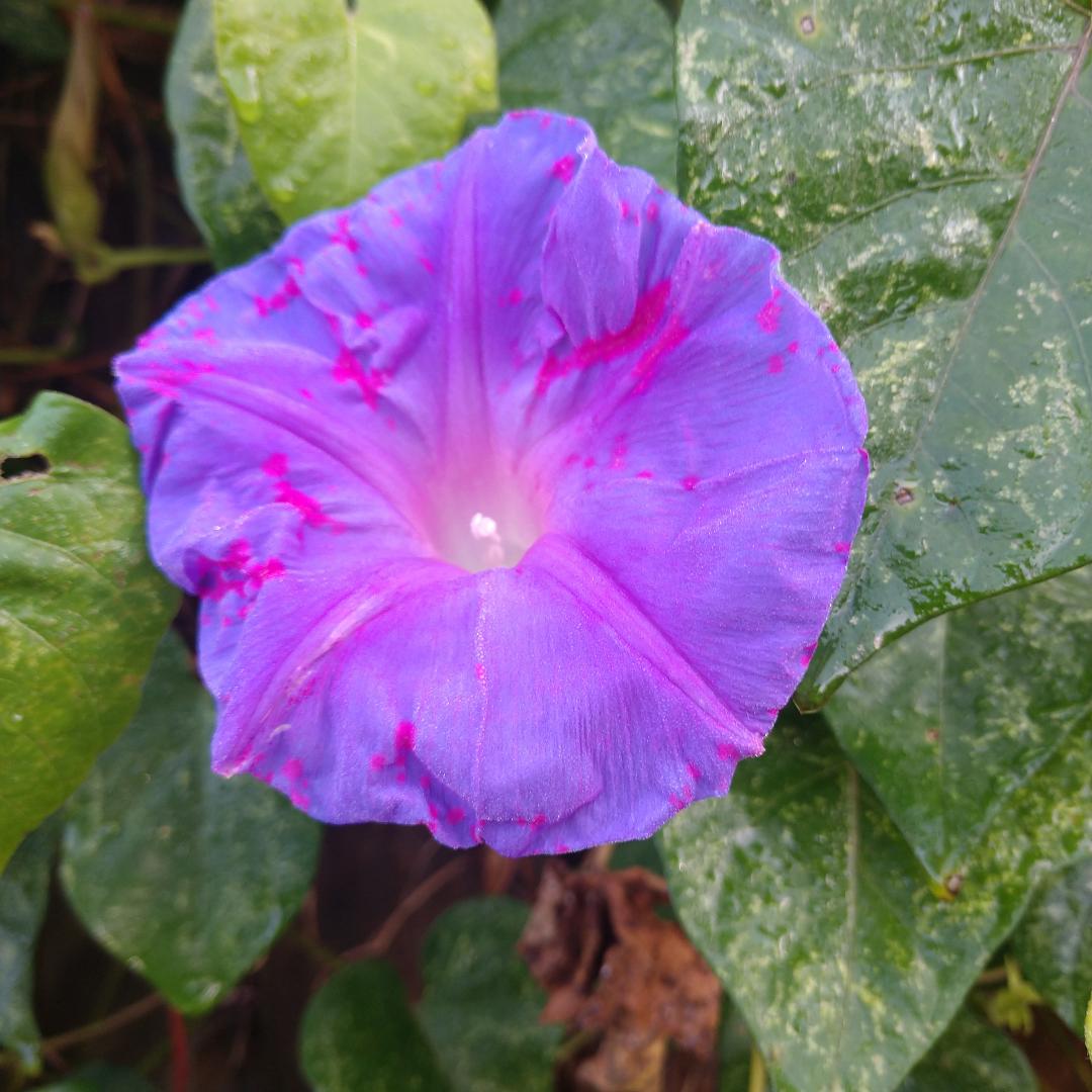 Native Florida Wildflowers: December 2018