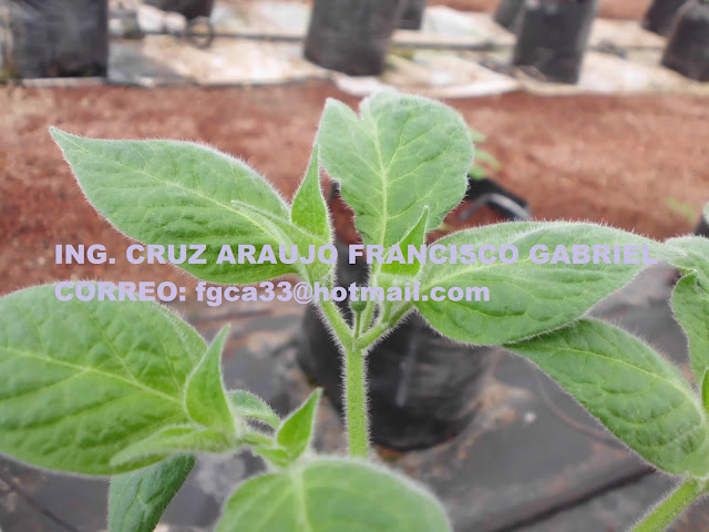 Producción de chile manzano, chile cera, chile peron o manzano pepper ...