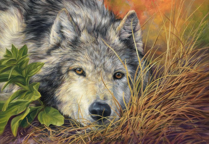 White Wolf : North American Wildlife Paintings by Lucie Bilodeau ...