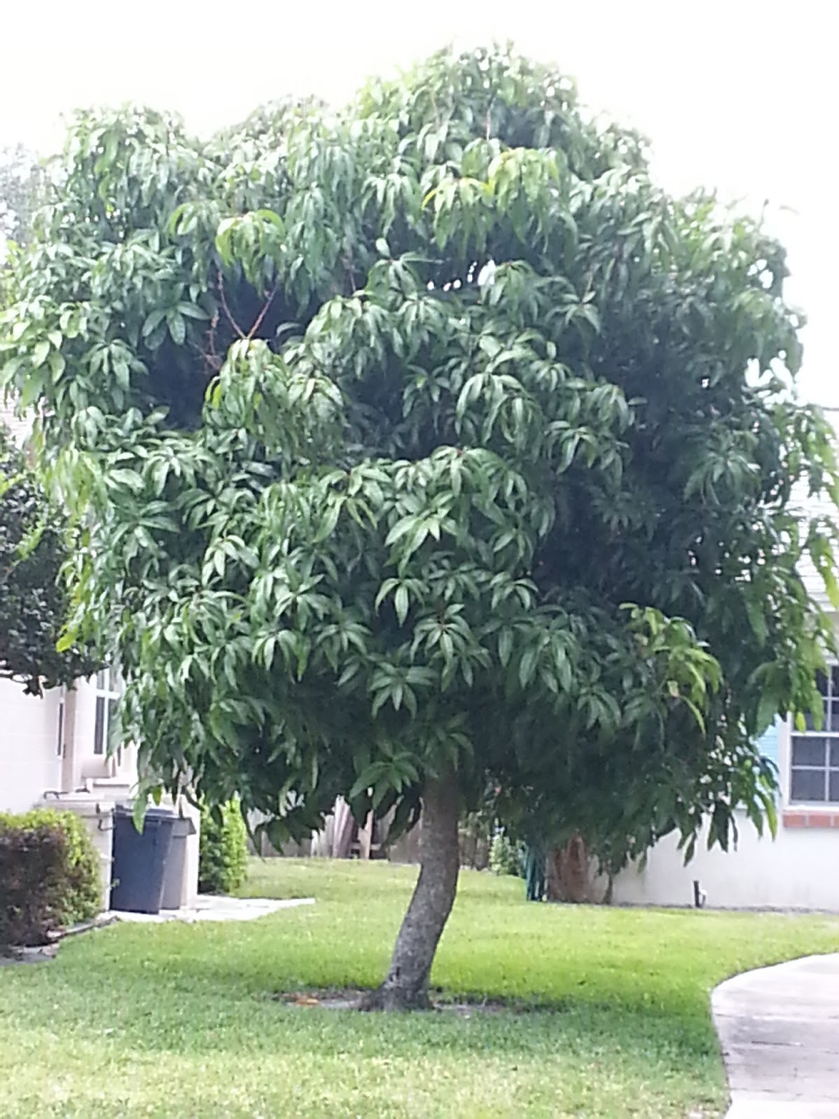 Central Florida Mango Tree With Fruit Set