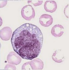 Células importantes en hematología: PROMONOCITO