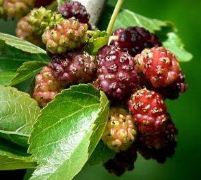 BILJEM DO ZDRAVLJA: DUD CRNI - Morus nigra