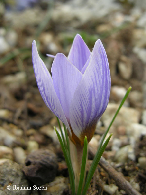 The Country Of Crocuses: Crocus pulchricolor Mathew