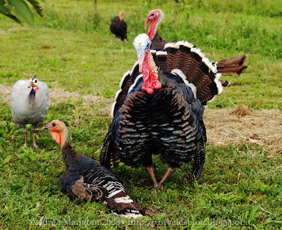 Il Tacchino Bronzato dei Colli Euganei | Oryctes.com - Blog & News