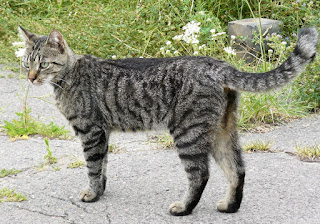 Abe's Animals: Cats of Alaska