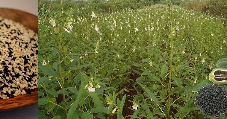 How to Grow Sesam Seeds - Sesamum indicum - Medicinal Benefits - Til ...