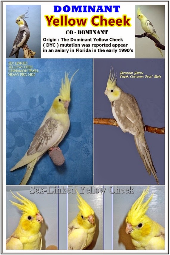 Catatan Burung: Mutasi warna pada cockatiel