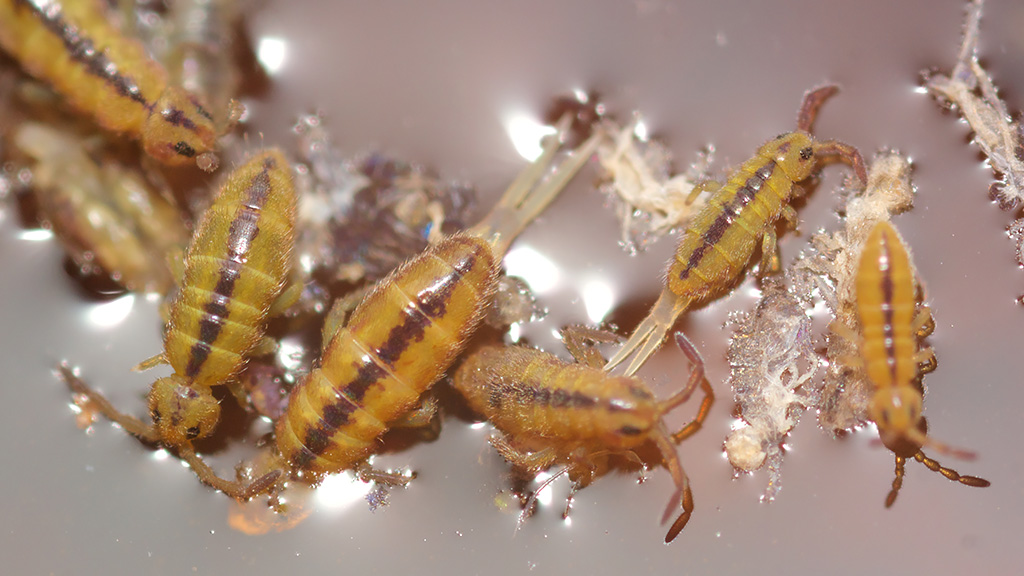 ムシをデザインしたのはダレ？: ツチトビムシ科 Isotomurus sp.