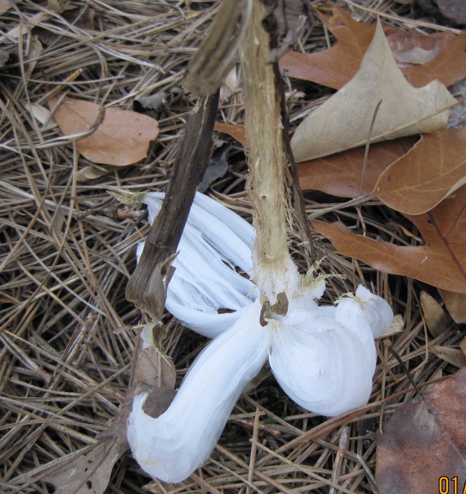 Using Georgia Native Plants: Frost Flowers