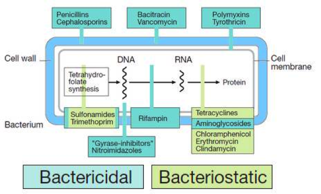 Long Life Learning: ANTIBIOTIK