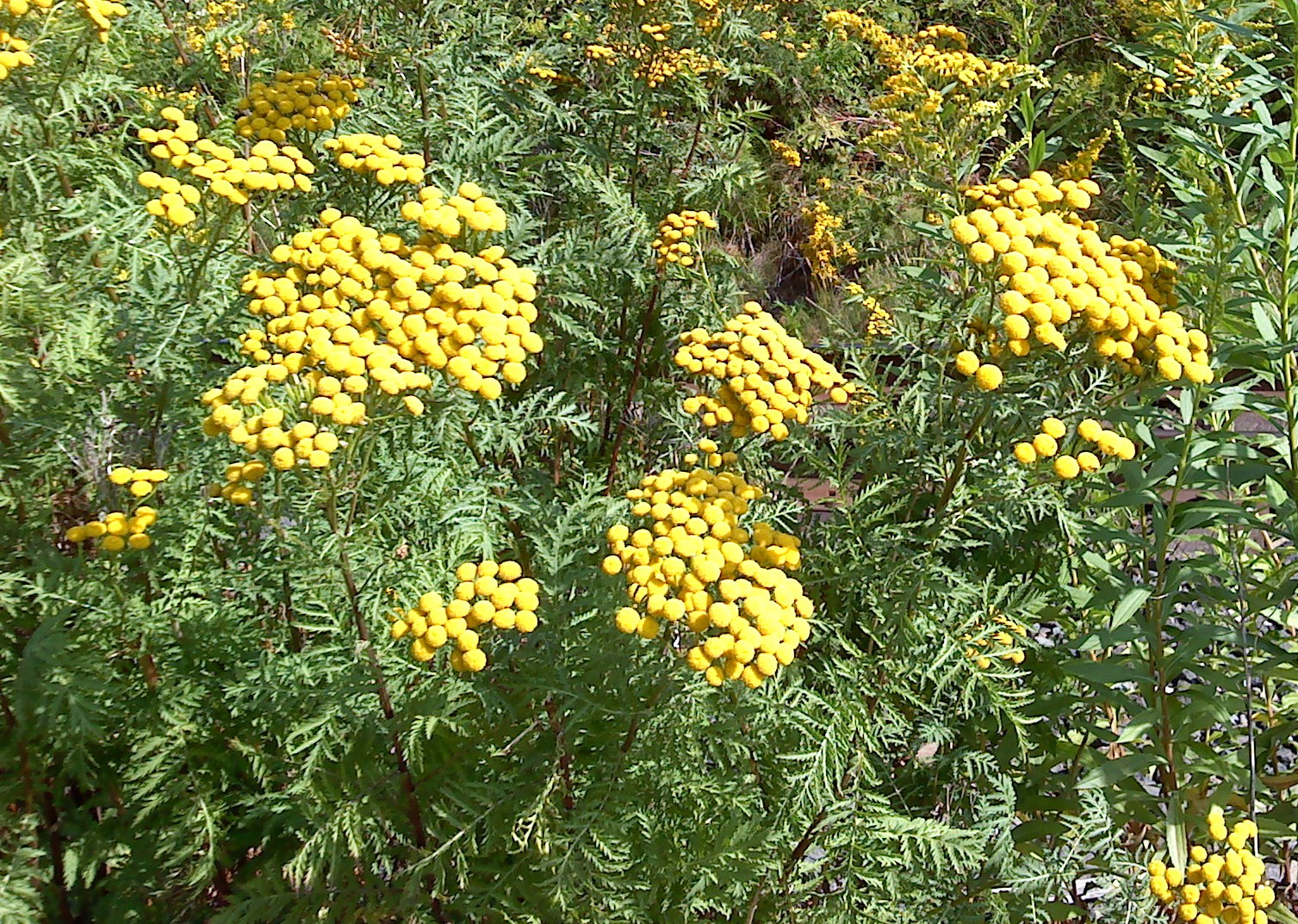 Essay-eh: Tansy