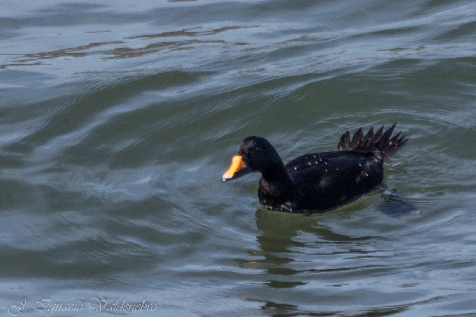 DocNatureBlog: La familia al completo. Negrón común (Melanitta nigra ...