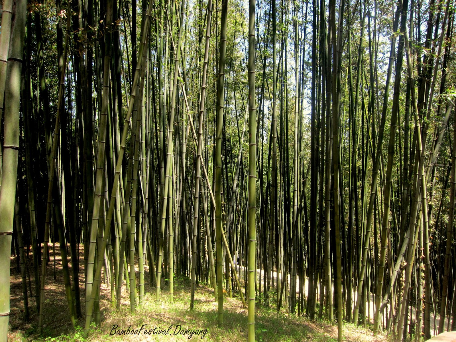 Damyang Bamboo Festival - Footprints of Erica