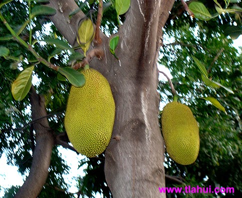 Técnica de Energía Solar de Nuestro Universo: ÁRBOL DEL PAN O YACA