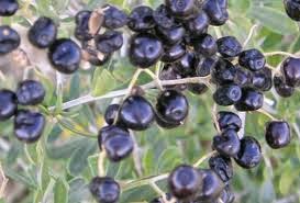 Jammu and Kashmir Medicinal Plants Introduction Centre: Lycium ...