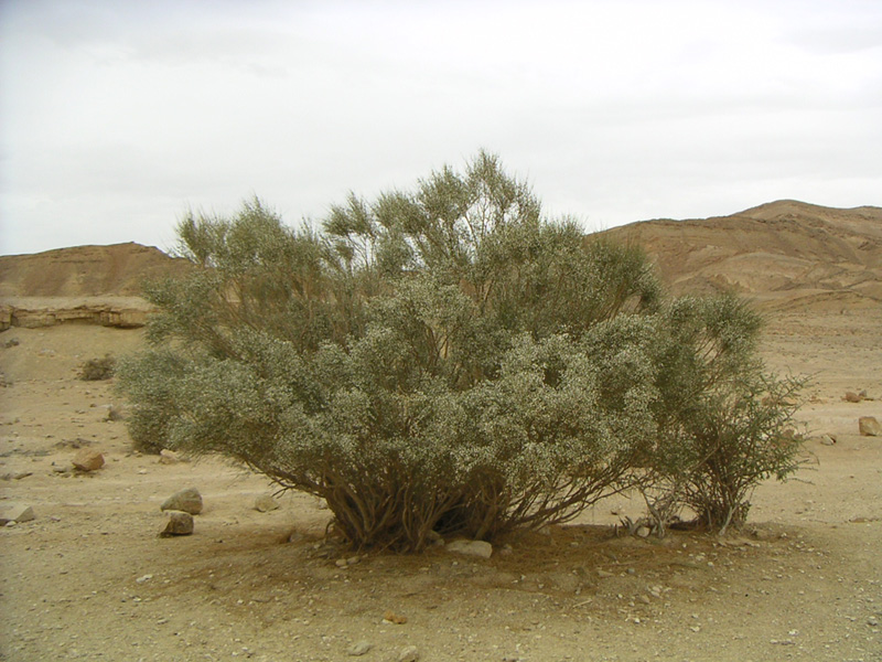 Debbi's Blog: Broom Tree...