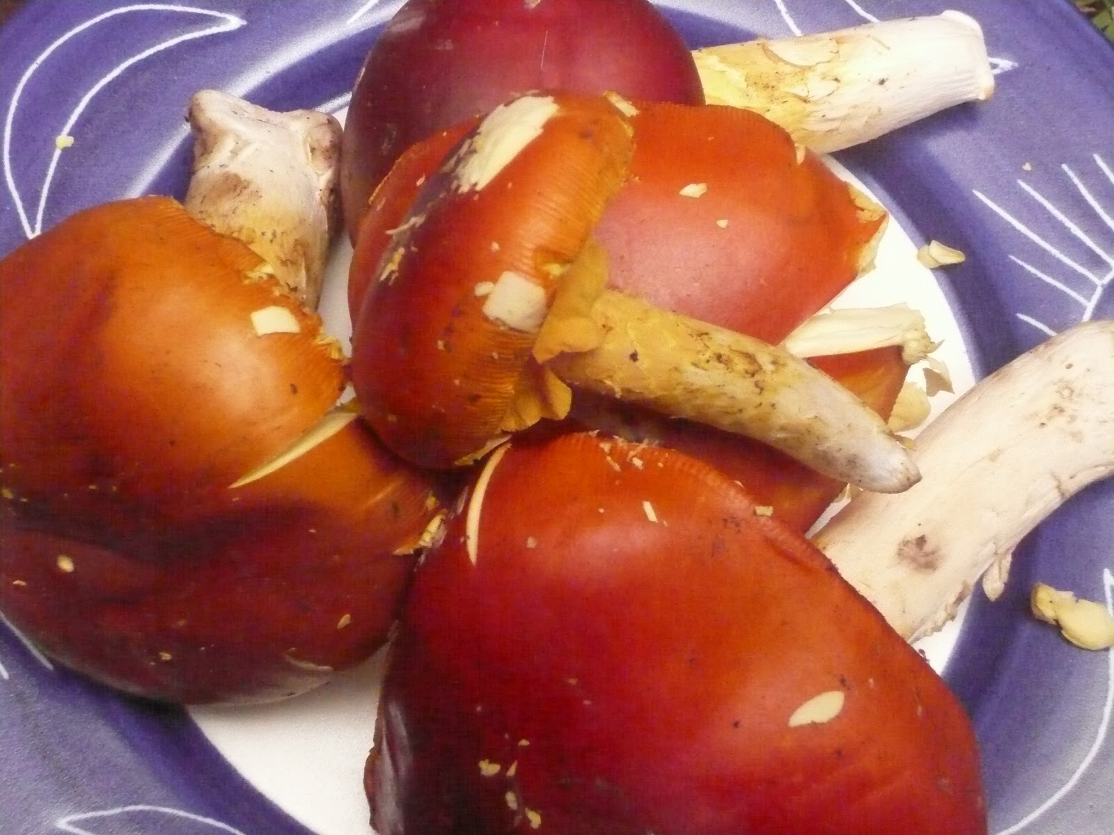 Ciencia con espiral de limón: Hongo tecomate al vinagre