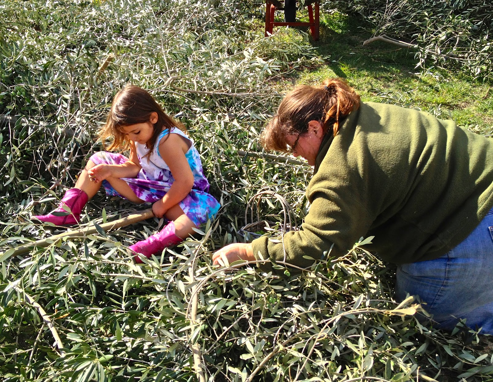 Mike Ahmadi's Gastronomic Musings: Livermore Community Olive Pressing ...