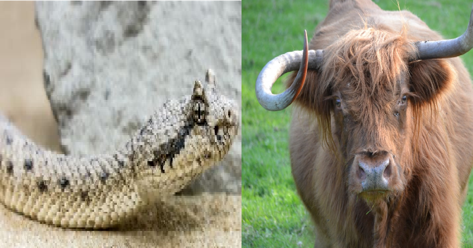 Chinese Horoscope - Snake Compatibility with Ox