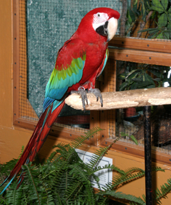 World Bird Sanctuary: Rio the Green-winged Macaw