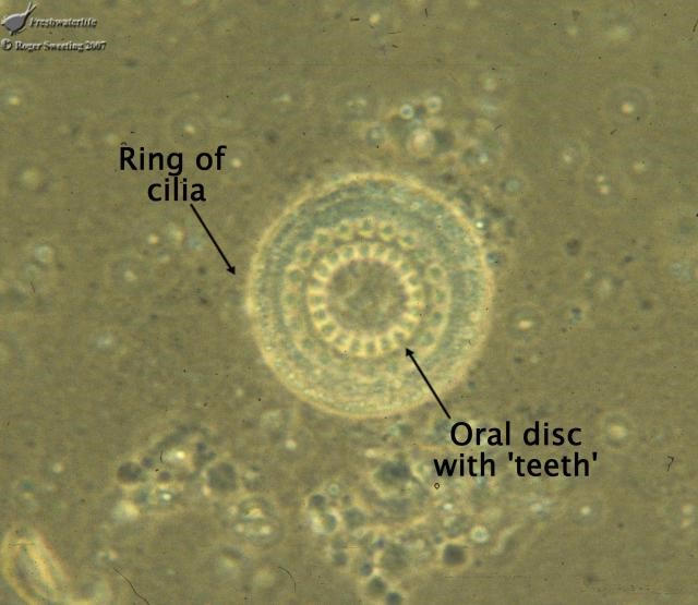 Isolasi Parasit pada Ikan Nila (Laporan POA)