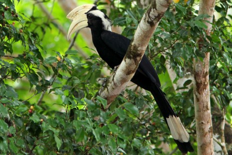 Mengenal Si unik Burung Rangkong (Enggang)
