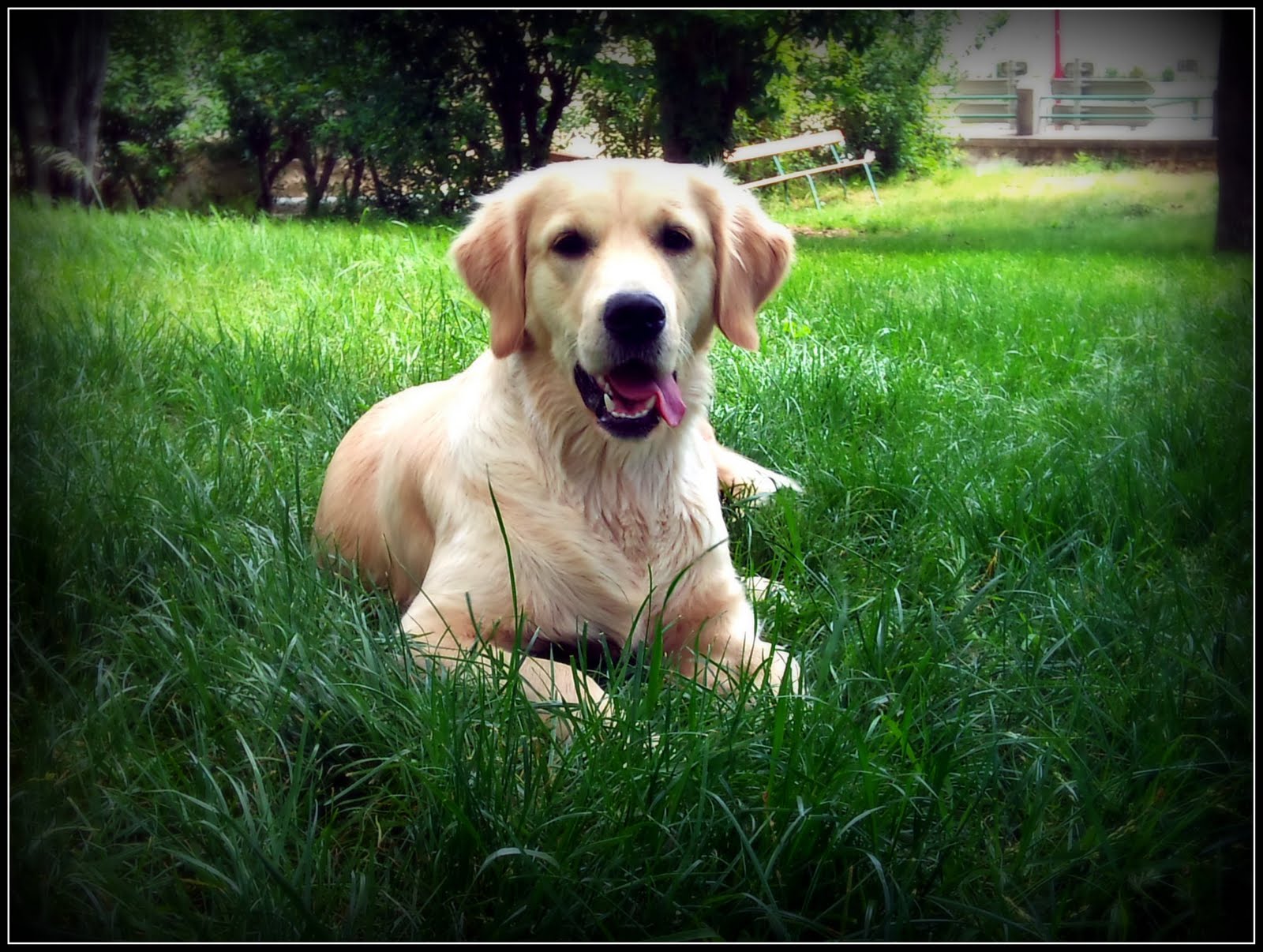 Maïli, French Golden Retriever
