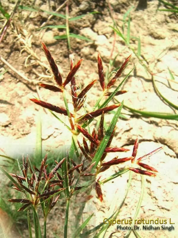 Medicinal Plants: Cyperus rotundus Musta Tunga Korai kizhangu