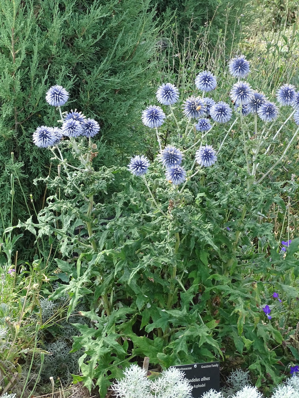 Prairiebreak: Gadding about Globe thistles...