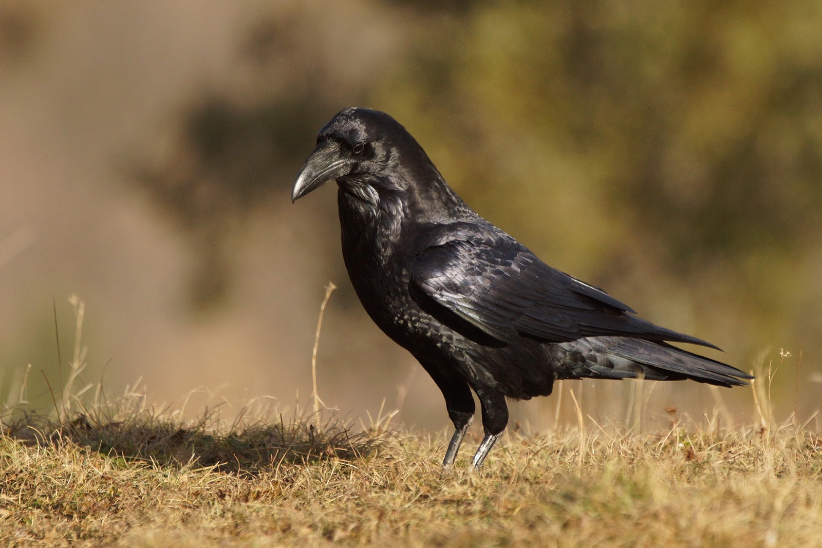 Cuervo.(Corvus corax) | Hot HD Wallpapers