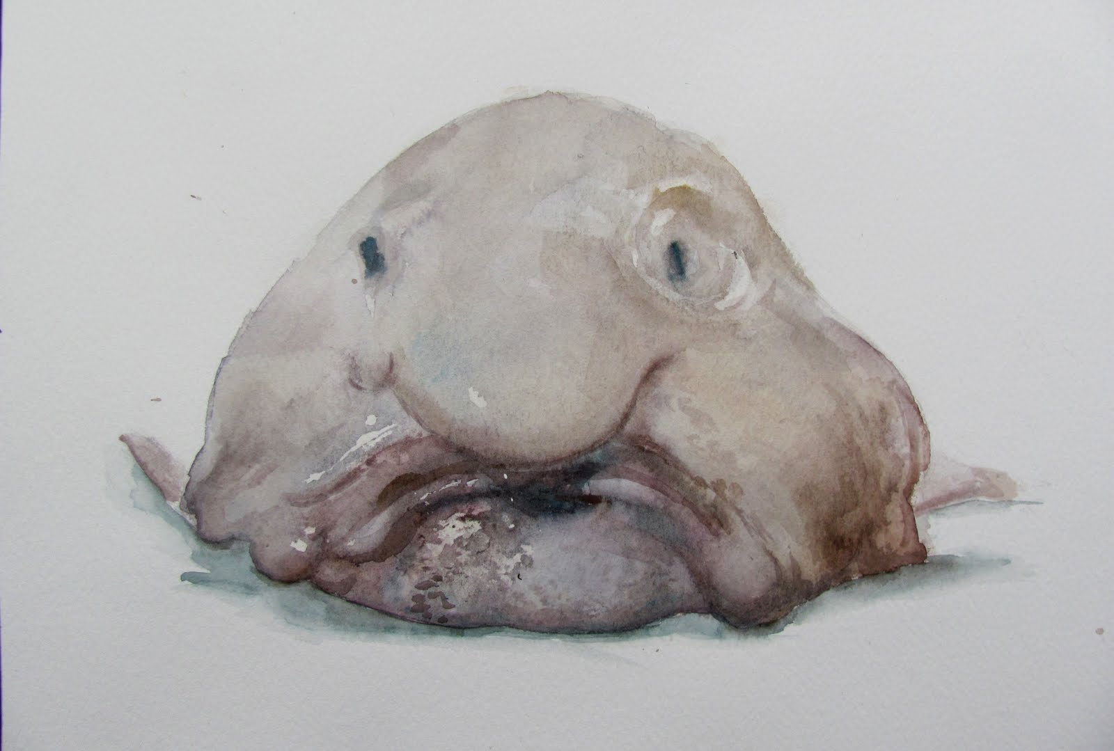 Blobfish | [組圖+影片] 的最新詳盡資料** (必看!!) - www.go2tutor.com