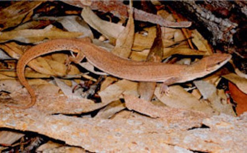 New Lizard Found in Australia