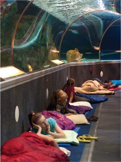 SEA LIFE Minnesota Aquarium: Sleep Under The Sea