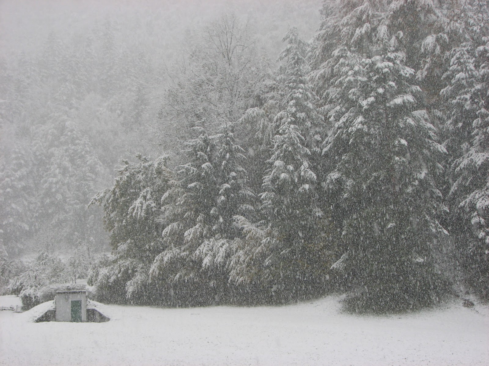 Prvi sneg ~ SNEG NAREDI.SI