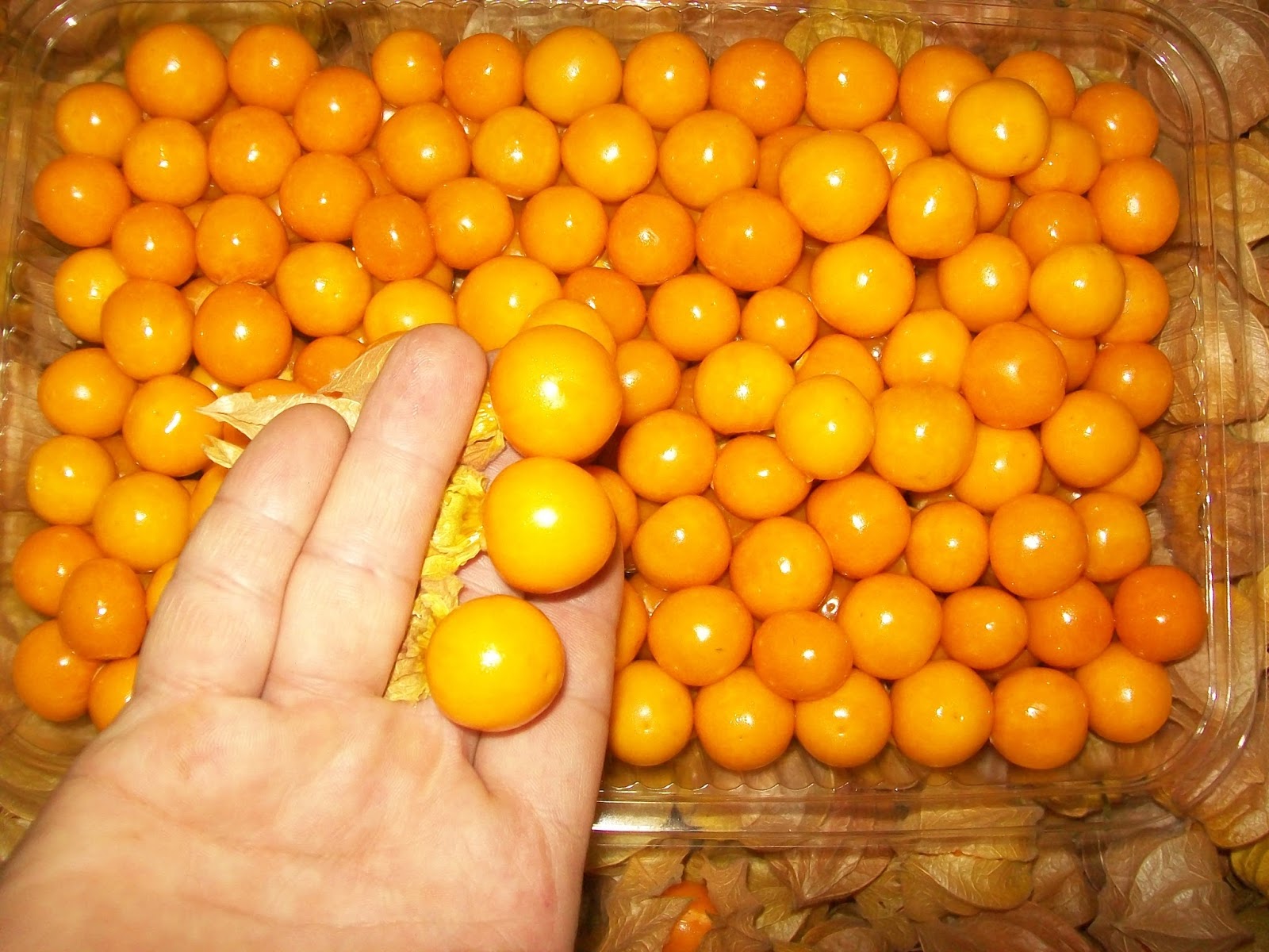 Physalis peruviana | uchuva | golden berry | tomate capucho | fisalis