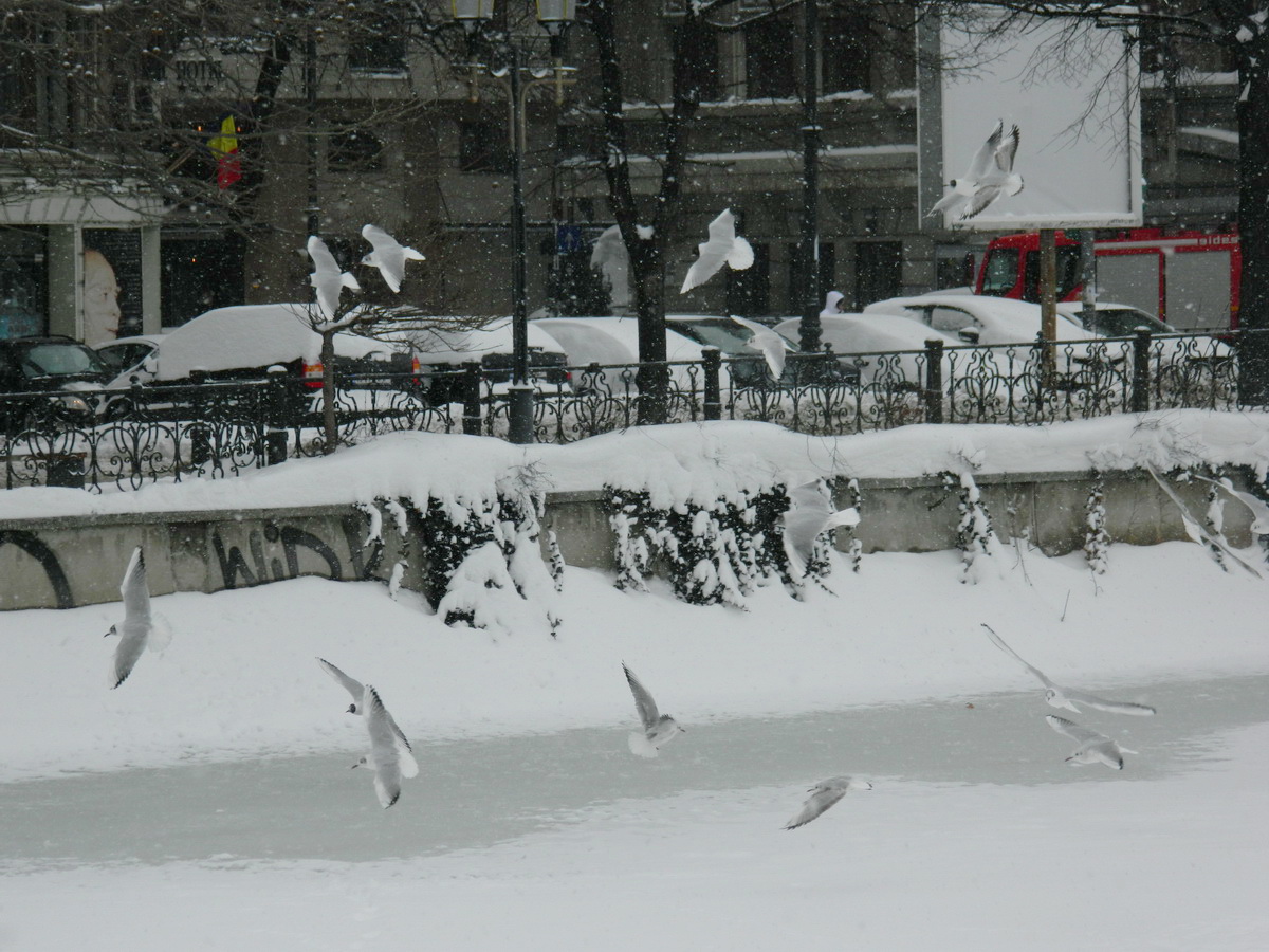 LA MULTI ANI, ROMANIA!: Pasari la raul inghetat