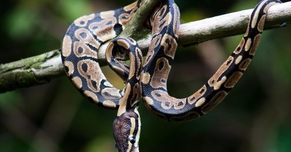 All About Reptile's : cara merawat ular ball python