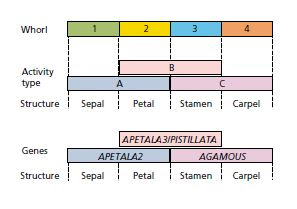 CSIR - ABC MODEL OF FLOWER DEVELOPMENT IMPORTANT TOPIC