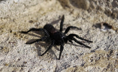 El Gallipato Alcublano: Cyrtauchenius walckenaeri (Lucas, 1846)