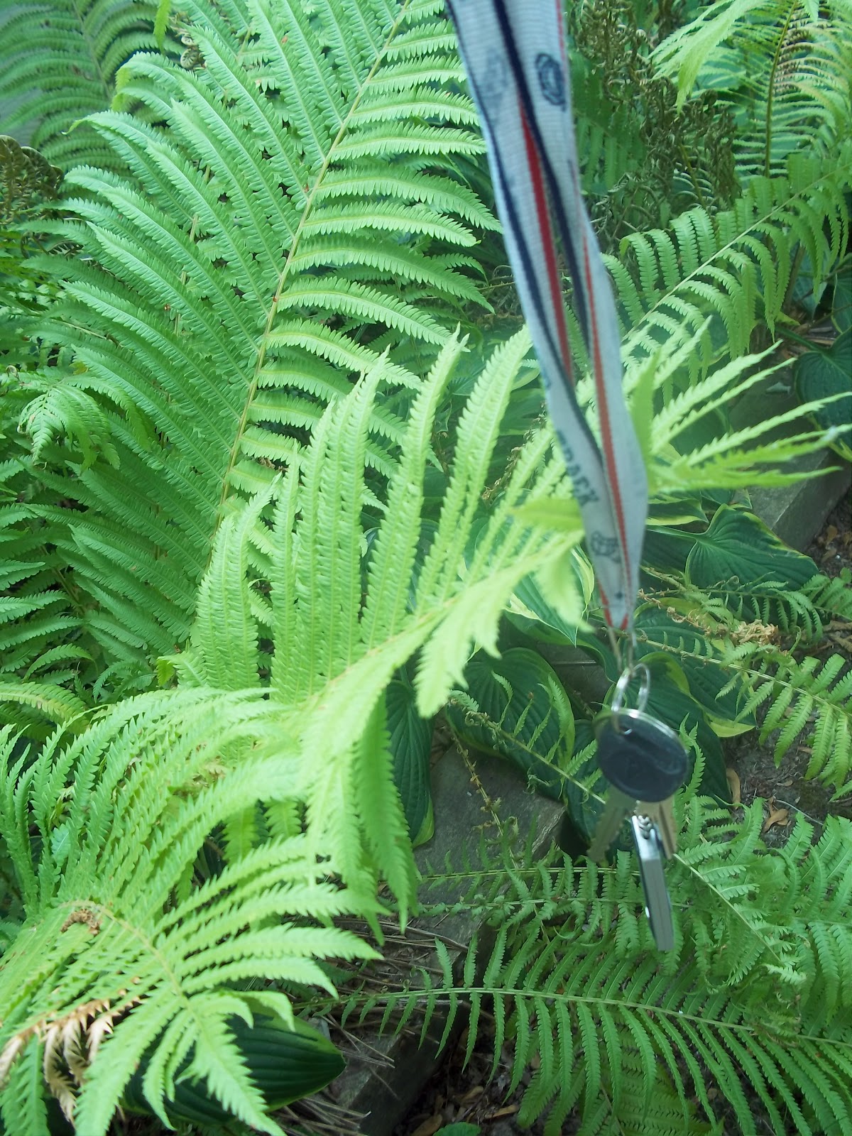 AP Bio Blog - 2012: frond