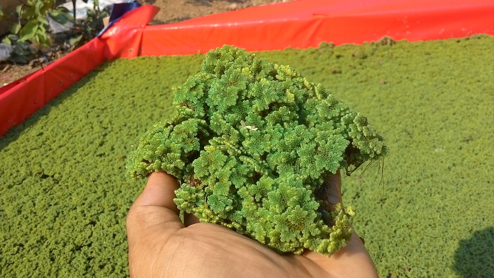 Cara Budidaya Azolla Microphylla