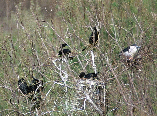 Pygmy Cormorant - Microcarbo pygmaeus - Birds of the World
