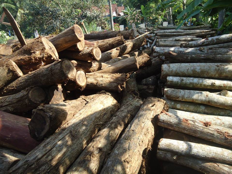 Beli : Kayu Sonokeling - DUTA RIMBA INDONESIA