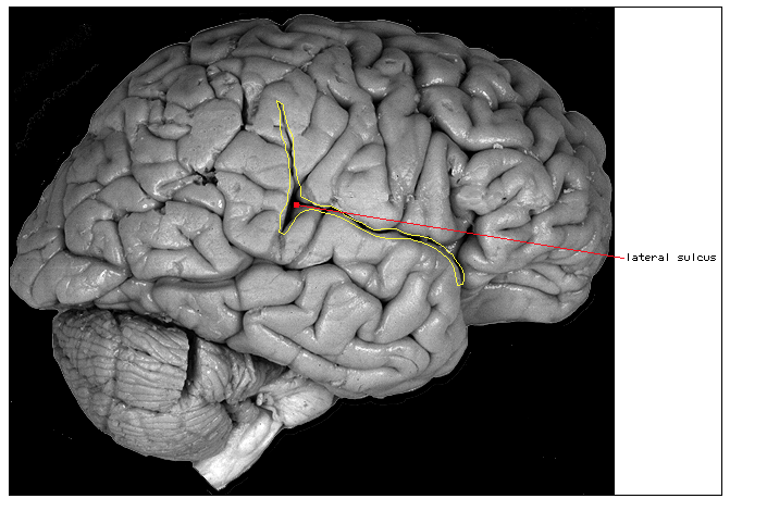 Atlas de neuroanatomía: FISURAS, SURCOS Y GIROS