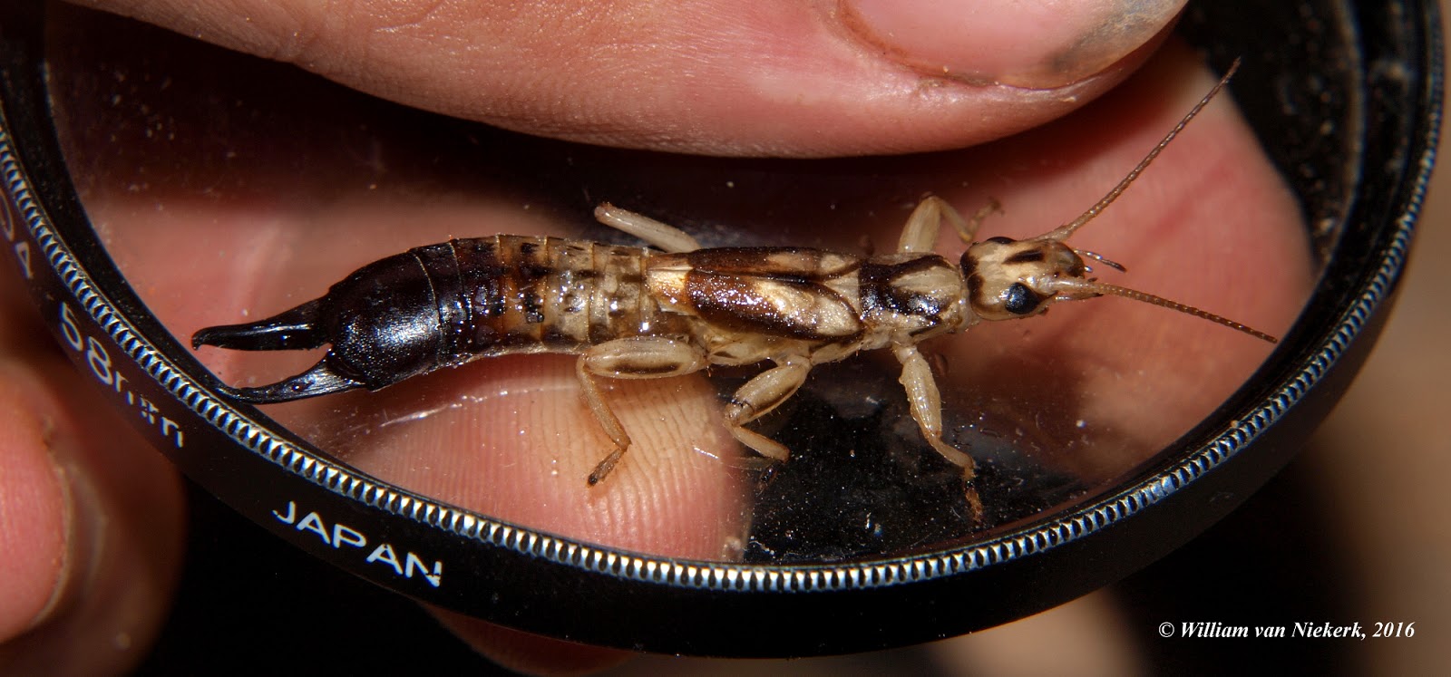 Zambian Wildlife and Bletherings therein: The Return of the Giant ...