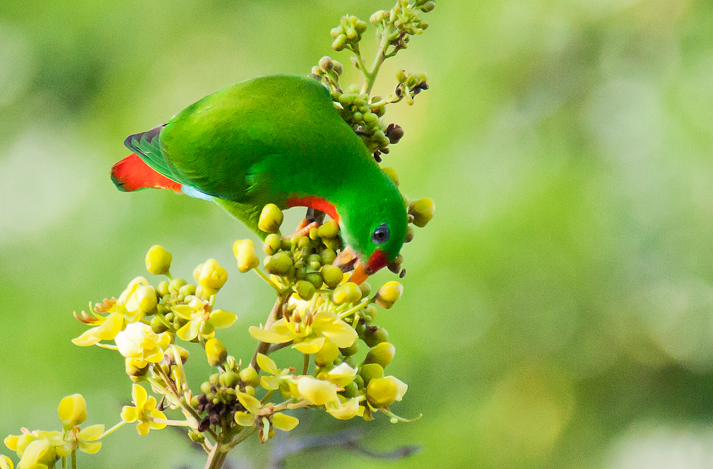 TWO BIRDERS TO GO: A Date with the Colasisi