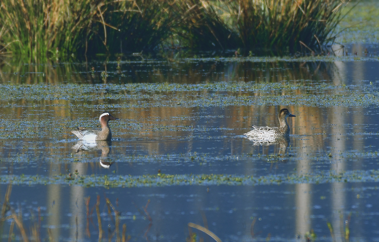 Jozef van der Heijden - Natuurfotografie: Zomertalingen op het Beleven
