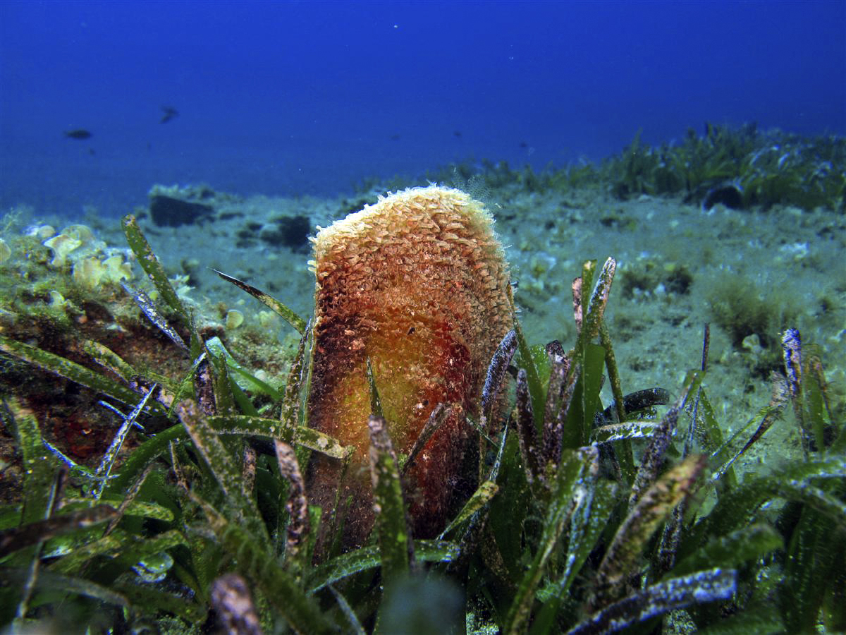 Kostas Ladas photography: Pinna nobilis-Πίννα