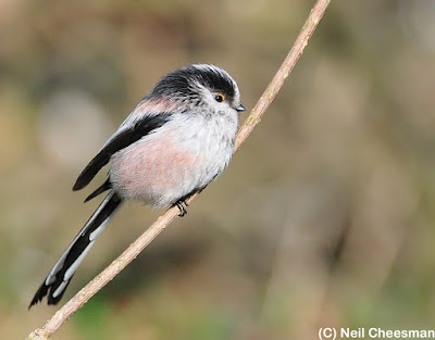 British Wildlife Photography: Long-tailed Tit